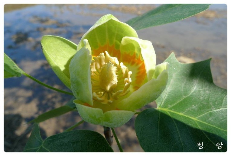 튜울립나무튤립나무백합나무목백합 Liriodendron Tulipifera 네이버 블로그